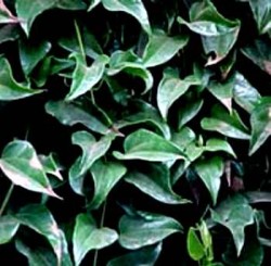 Planta Medicinal GUACO - Como fazer