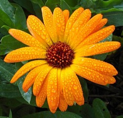 Planta Medicinal HAMAMÉLIS - Como Fazer
