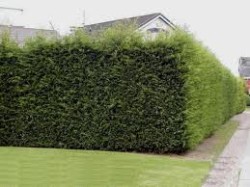 Como plantar e podar uma sebe - Como fazer