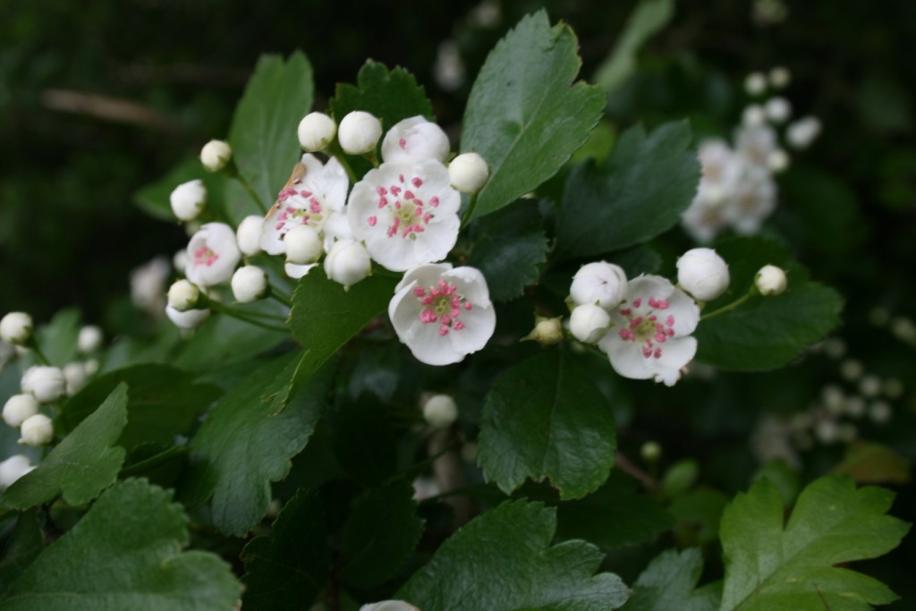 Espinheiro Alvar - Crataegus Oxyacantha - Como fazer